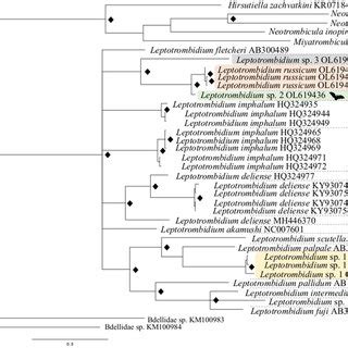 Phylogenetic Tree Bayesian Inference Bi Based On Coi Dataset