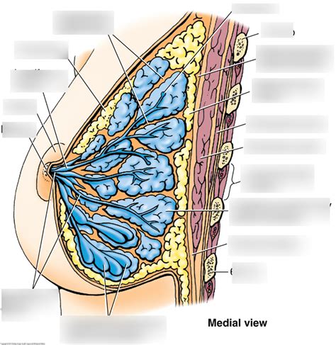 Mammary Gland Vs Mammary Lobules Diagram Quizlet