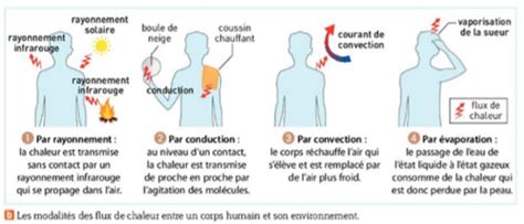 Physiologie Thermorégulation Flashcards Quizlet