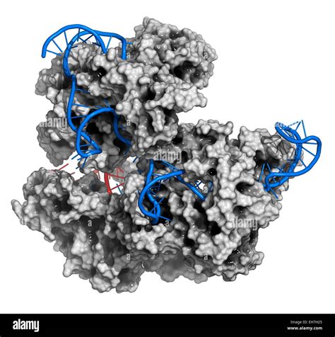 CRISPR CAS9 Gene Editing Complex Stock Photo Alamy
