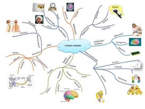Top Imagen Mapa Mental Del Cerebro Humano Viaterra Mx