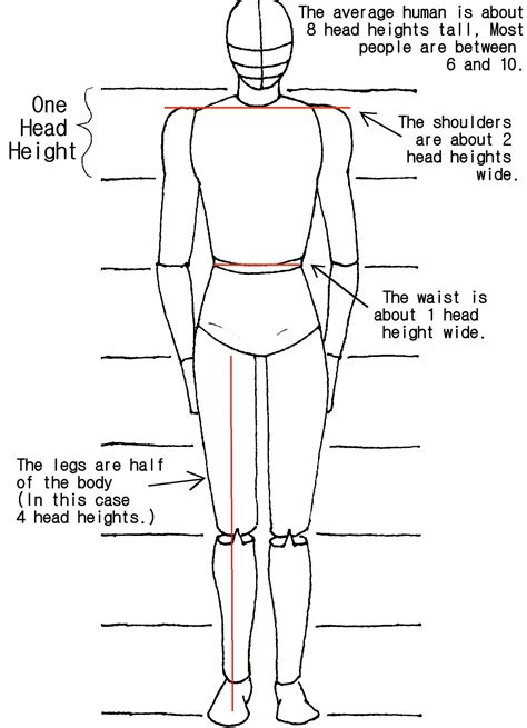 Drawing The Human Body Proportions