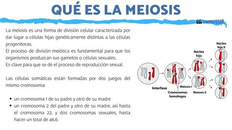 Qué es la MEIOSIS y para qué sirve resumen vídeos