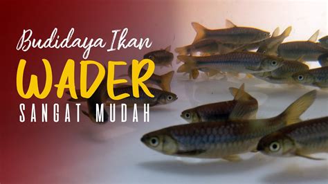Budidaya Ikan Wader Sangat Mudah YouTube