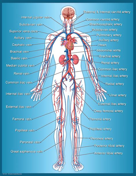 The Circulatory System Labeled