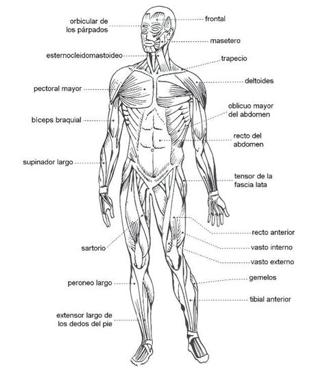 El Sistema Muscular Para Dibujar Facil Sistema Muscular Masculino Do