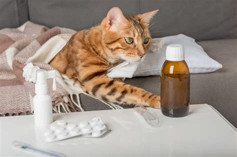 Evidensia Hospitales Veterinarios Evidensia