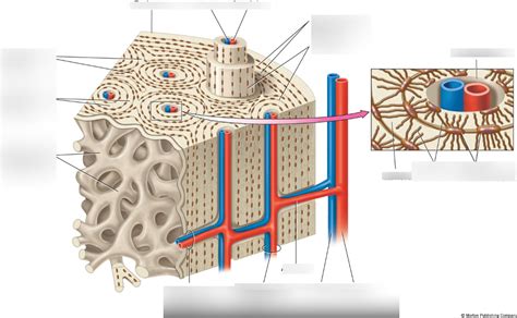 Bone Tissue Diagram Quizlet