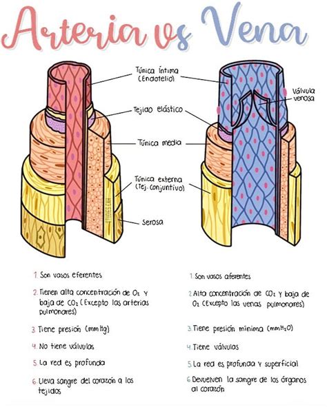 Diferencia Entre Arterias Y Venas Diferenciases Images And Photos Finder