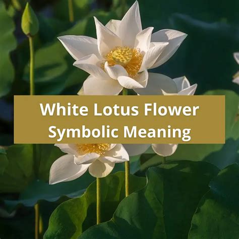 White Lotus Flower Meaning Best Flower Site
