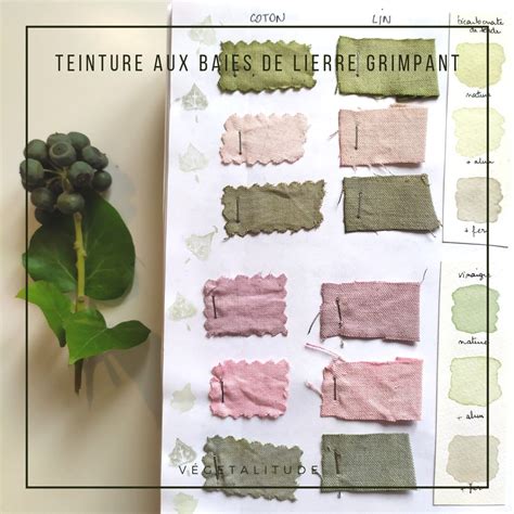 Teinture végétale aux baies de lierre Végétalitude Teinture