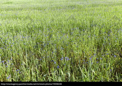 Feld Mit Getreide Lizenzfreies Foto Bildagentur