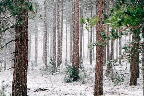 Kostenlose Foto Baum Natur Wald Wildnis Ast Schnee Winter Weg
