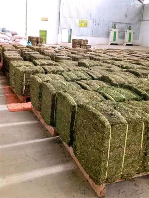 Cara Membuat Pakan Ternak Fermentasi Silase Dan Hay IDNFARMERS