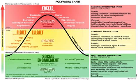 HOW TO TEST YOUR VAGUS NERVE Polyvagal Theory The Movement Paradigm