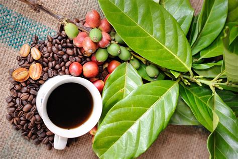 La producción de café y cacao se proyecta hacia el cuidado ambiental