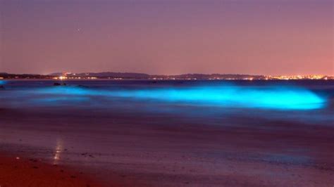 Playas Con Bioluminiscencia ¿las Conoces