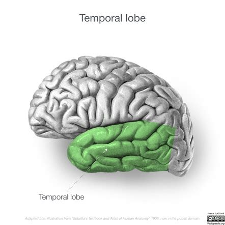 Temporal Lobe Radiology Reference Article Radiopaedia Org