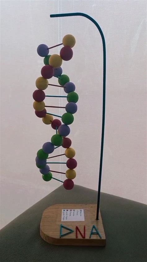 Pin De Yasmin En Maquete DNA Maquetas De Adn Creativas Modelo De Adn