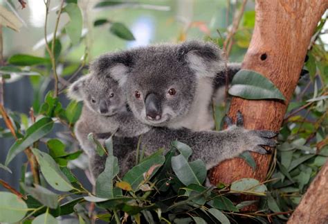 Things You Didn T Know About Koalas 49 OFF