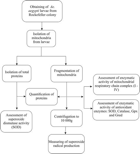 Design For Flow Chart