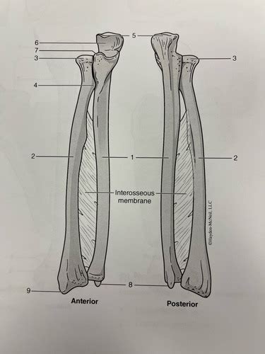 Right Radius And Ulna Flashcards Quizlet