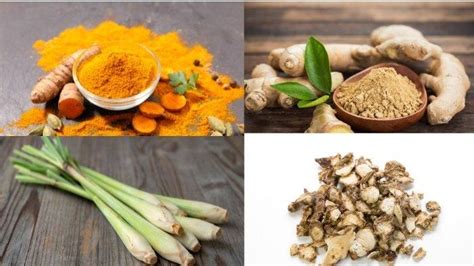 Manfaat 6 Tanaman Herbal Temulawak Jahe Kencur Serai Kunyit Untuk