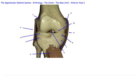 Knee Joint Anterior View Diagram Quizlet