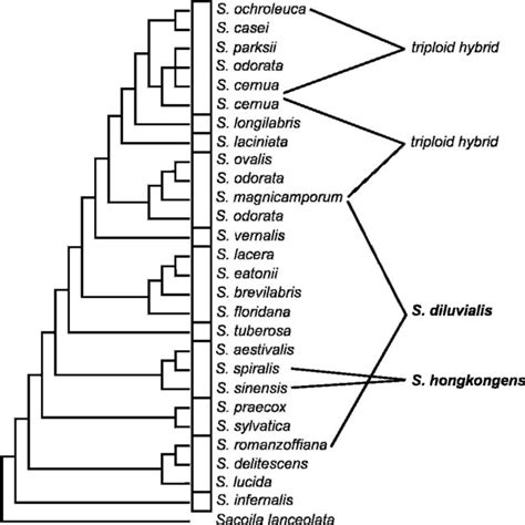 hybridization and polyploidization in spiranthes phylogeny modified download scientific