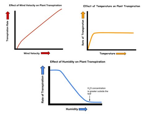 Transpiration And The Factors Affecting It Lesson Science State