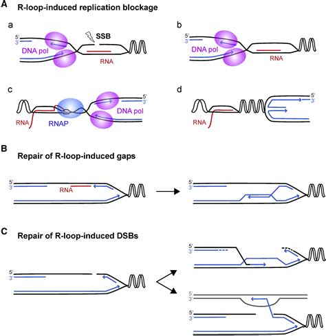 R Loops From Transcription Byproducts To Threats To Genome Stability