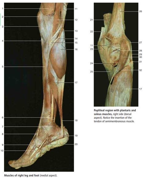 Diagram Of Medial Leg Muscles Quizlet
