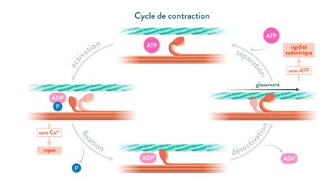 Consommation et régénération de l ATP dans la cellule musculaire