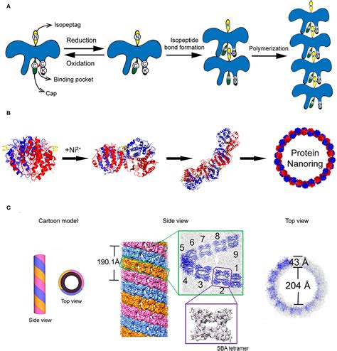 Frontiers Rationally Designed Protein Building Blocks For