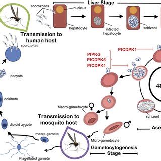 Life Cycle Of Plasmodium Falciparum Illustrated Is The Life Cycle Of