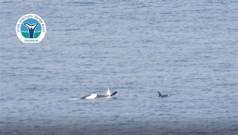 VÍDEO Família de orcas é avistada em Ilhabela na praia de Borrifos