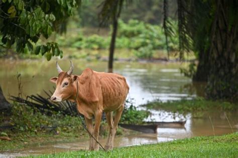Banjir Mangsa Terengganu Meningkat Kepada 219 Orang Kosmo Digital