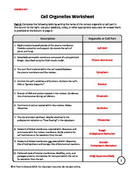 Cell Organelles Worksheet Answer Key Englishworksheet My Id