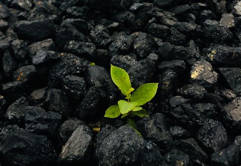 Biochar Production Benefits Of High Performing Biomass Saalasti