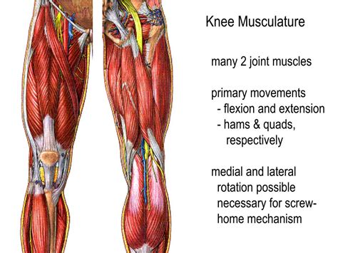 Diagram Of The Knee Tendons