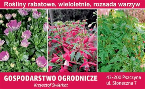 Jakie rośliny sadzimy we wrześniu Telewizyjna