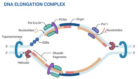 Eukaryotic DNA Replication Features Enzymes Process Significance