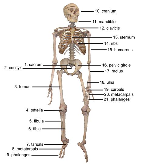 Human Skeleton Labeled Diagram