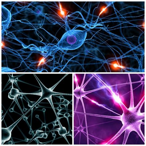 Tipos De Neuronas Con Sus Caracter Sticas M S Importantes Salud Mental