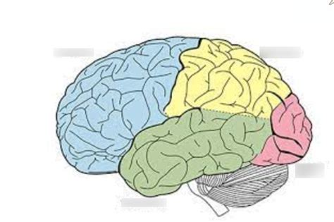 Brain Lobes Diagram Quizlet