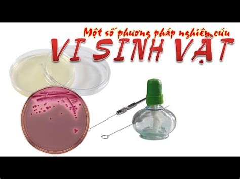 MỘT SỐ PHƯƠNG PHÁP NGHIÊN CỨU VI SINH VẬT SINH HỌC 10 YouTube