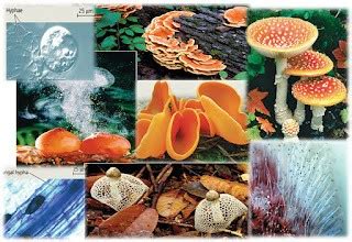 Kingdom Fungi Ciri Struktur Tubuh Cara Hidup Habitat Dan Reproduksi