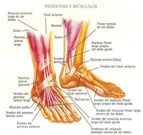 Productos y Servicios para tus pies y cuerpo Músculos de los Pies