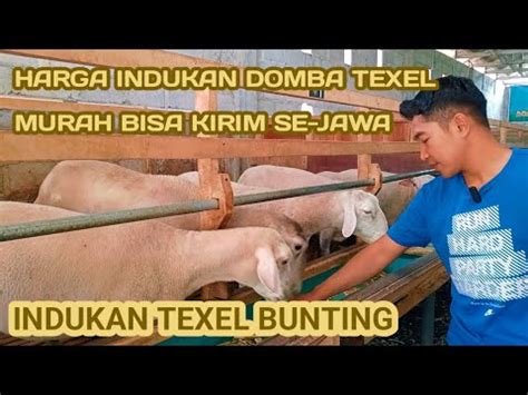 HARGA INDUKAN DOMBA TEXEL JUMBO SUDAH BUNTING Barokah Mandiri Farm