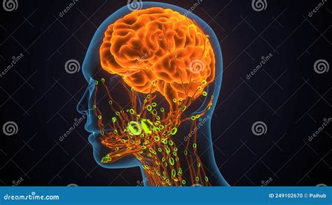 3d Illustration Of Human Body Brain Anatomy Stock Illustration